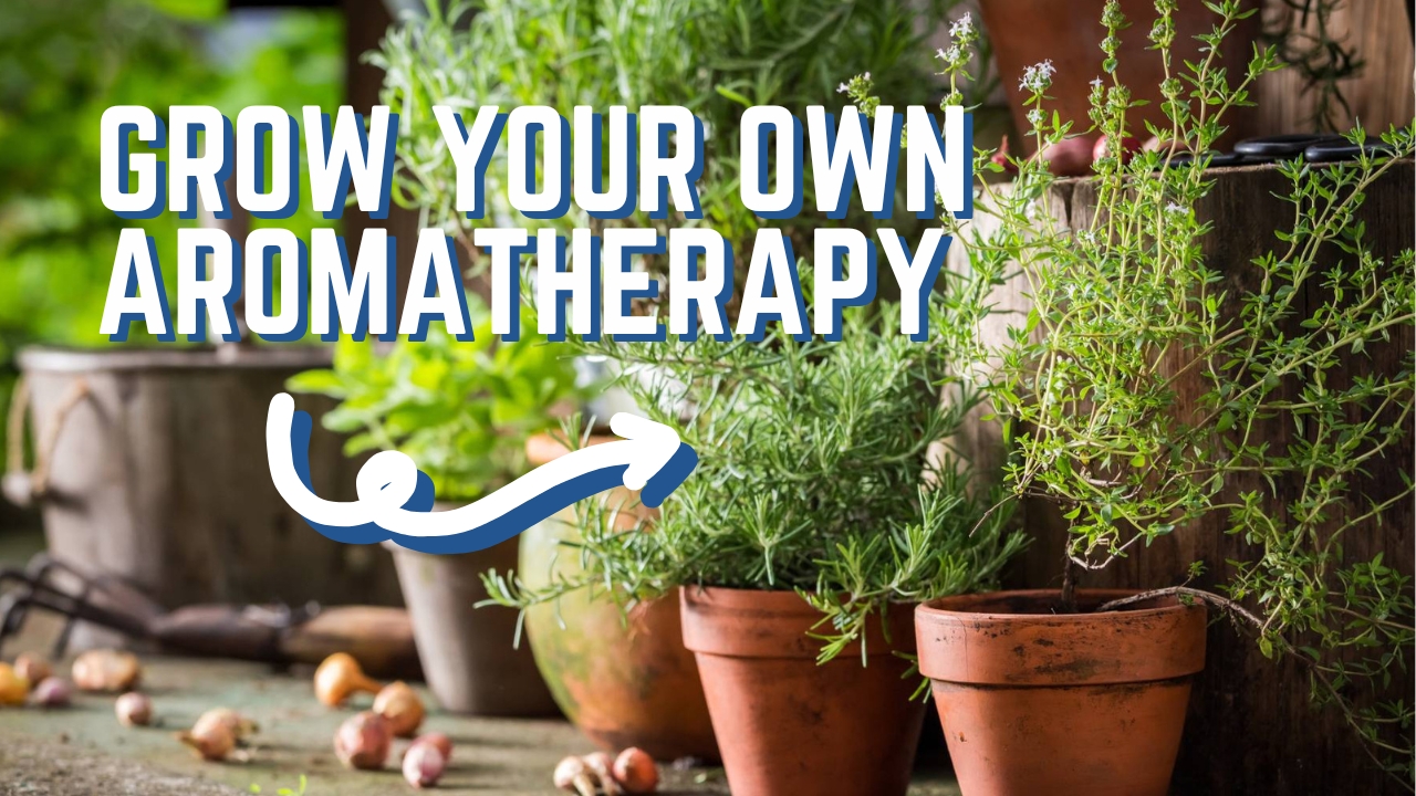 Planning Your Aromatic Garden – Videos – Mother Earth News